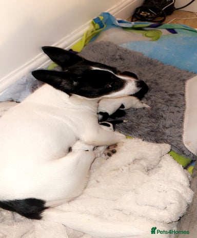 Jackawawa Puppies for sale | Pets4Homes