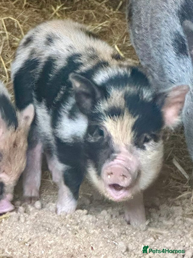 Two Adorable Micro Piglets Juliana,s for sale in Manchester | Pets4Homes