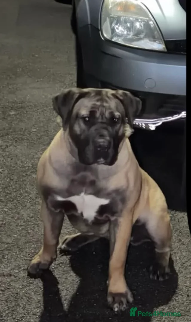 9 month old pure breed Presa canario for sale in Manchester | Pets4Homes