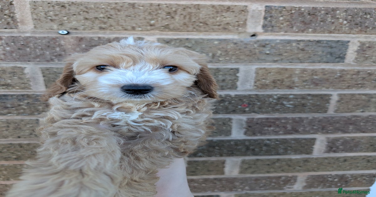 Beautiful cockapoos ready for their forever homes for sale in Newton Aycliffe | Pets4Homes