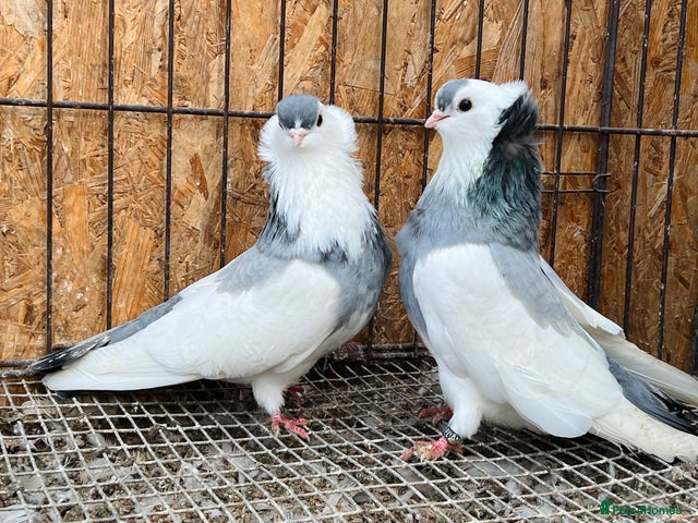 Doves birds for sale | Pets4Homes
