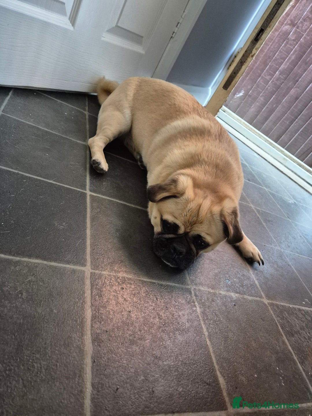 Pugs for sale for sale in Derby | Pets4Homes