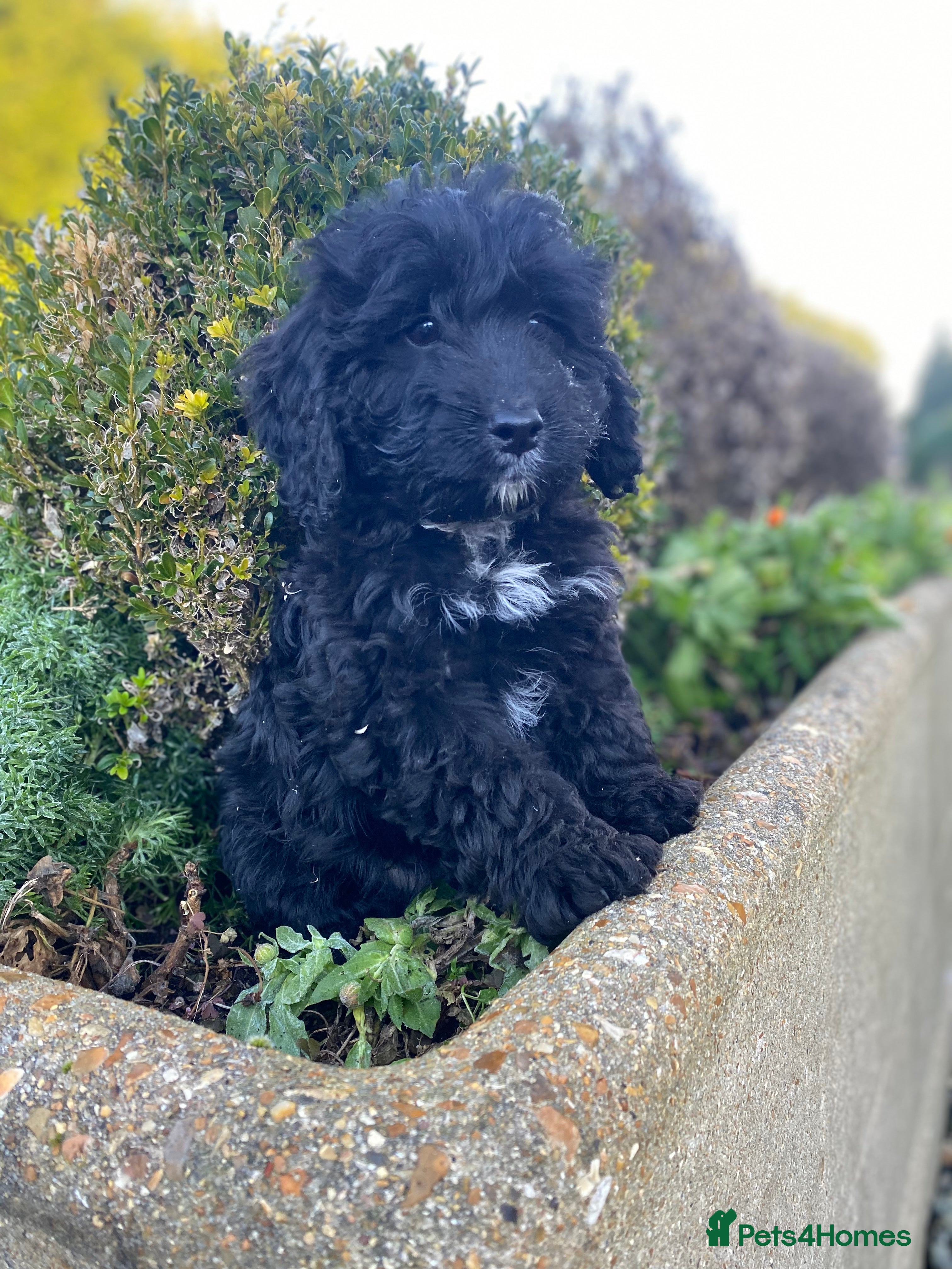 Ready now black Cockapoo girl and boy for sale in Peterborough | Pets4Homes