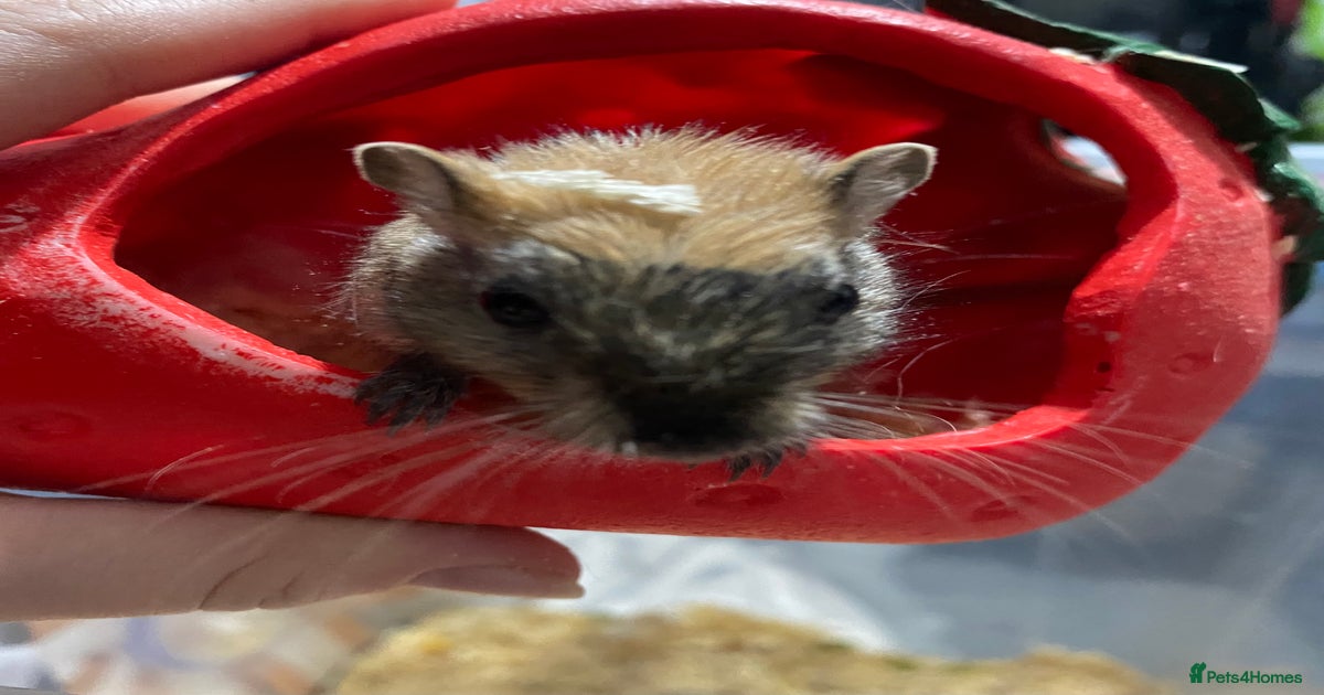 Unique baby gerbil for sale in Waltham Cross | Pets4Homes