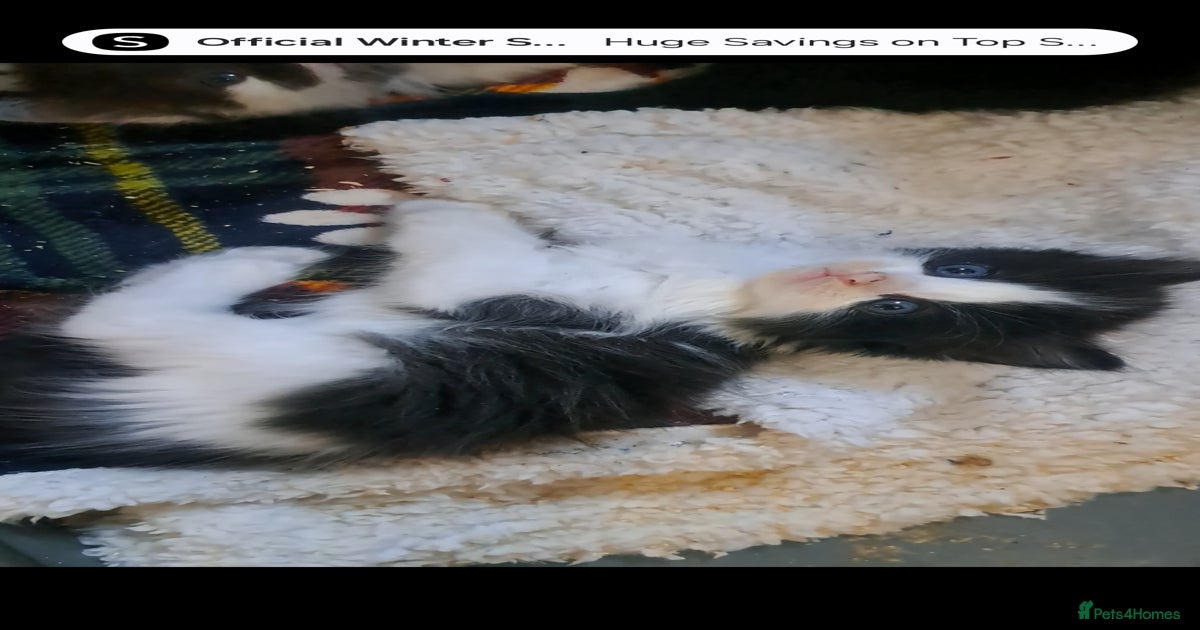 Black and white fluffy boy for sale in Romford | Pets4Homes