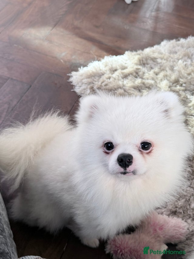 Stud Pomeranian white for stud in Boston | Pets4Homes