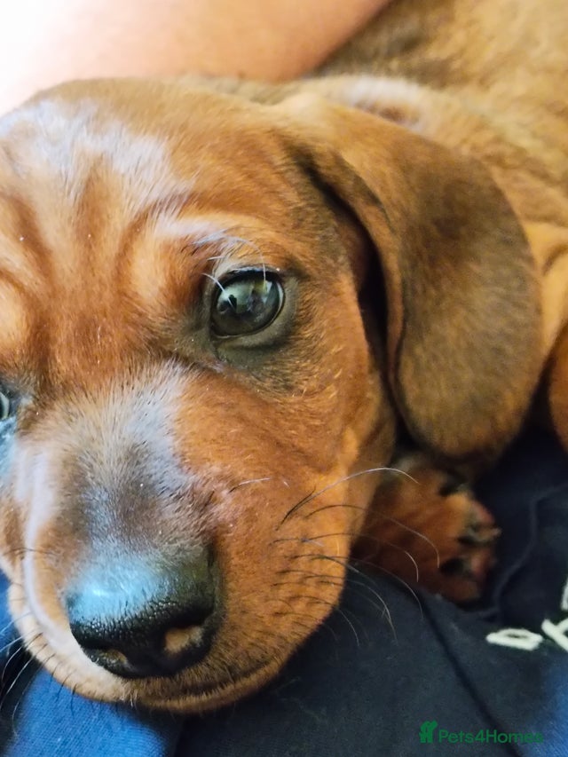 ️ ️Stunning Ginger/Red Teckel/Dachshund Puppies😎 for sale in Hexham ...