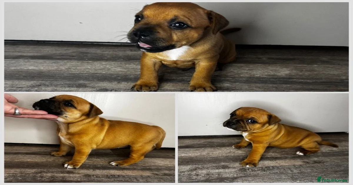 Staffordshire Bull Terrier Puppies for sale | Pets4Homes
