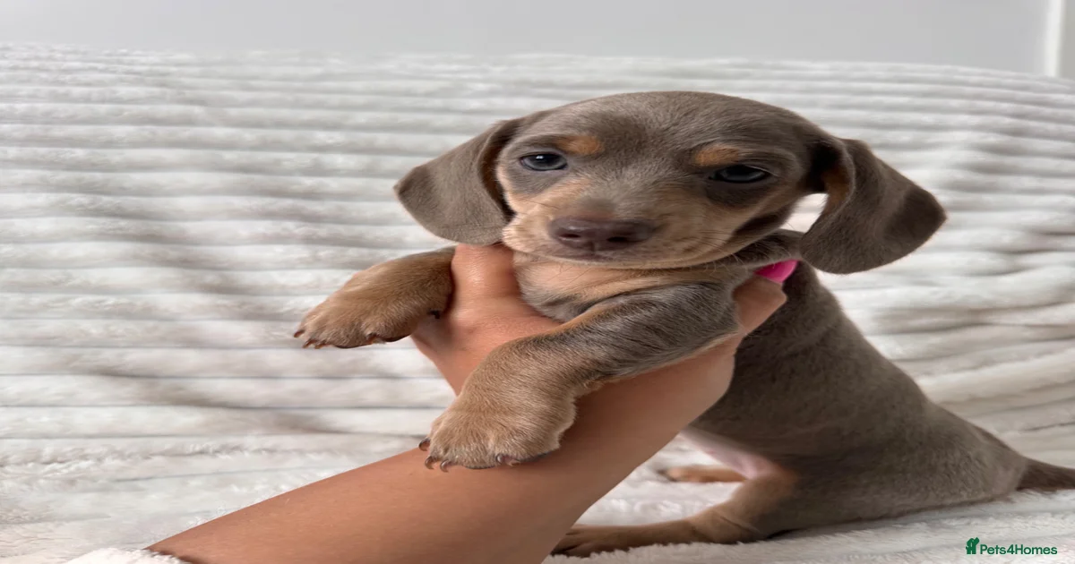 Standard Miniature Dachshund Puppies for sale | Pets4Homes