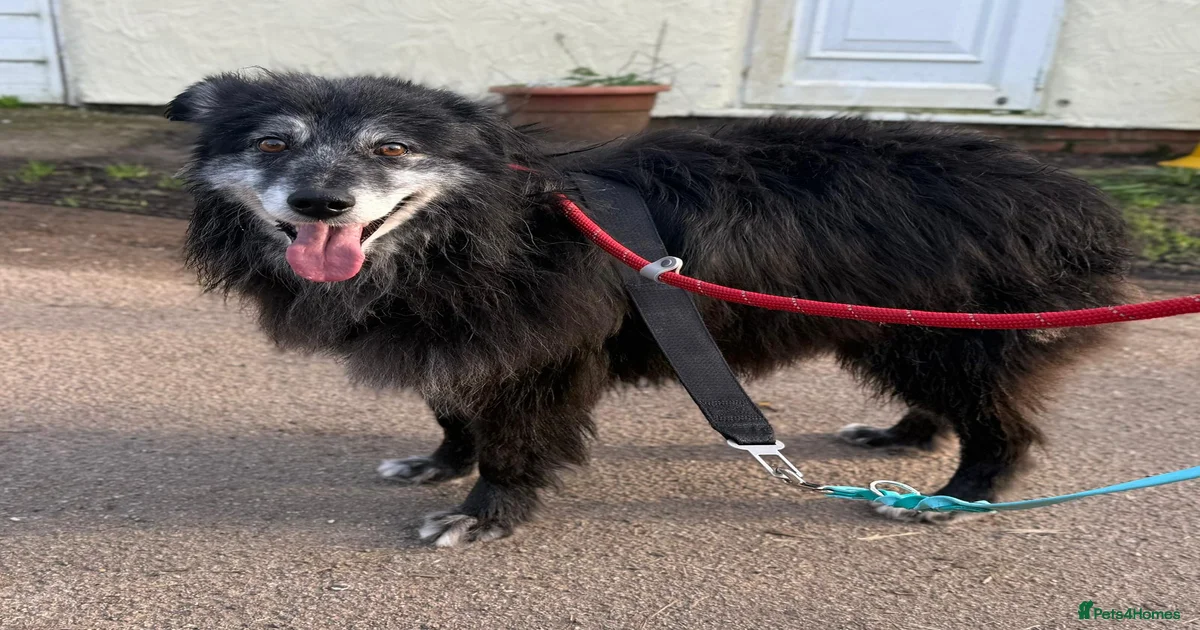 Dogs for adoption | Pets4Homes