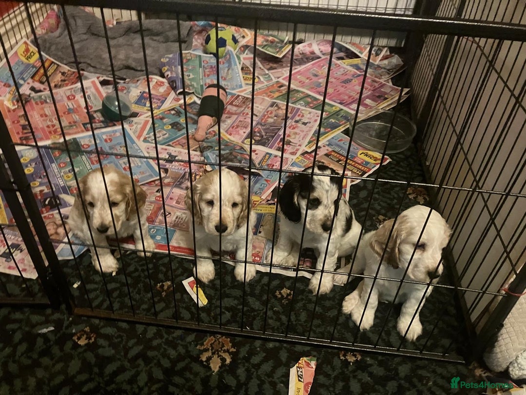 Cocker spaniel babys for sale in Blackpool | Pets4Homes