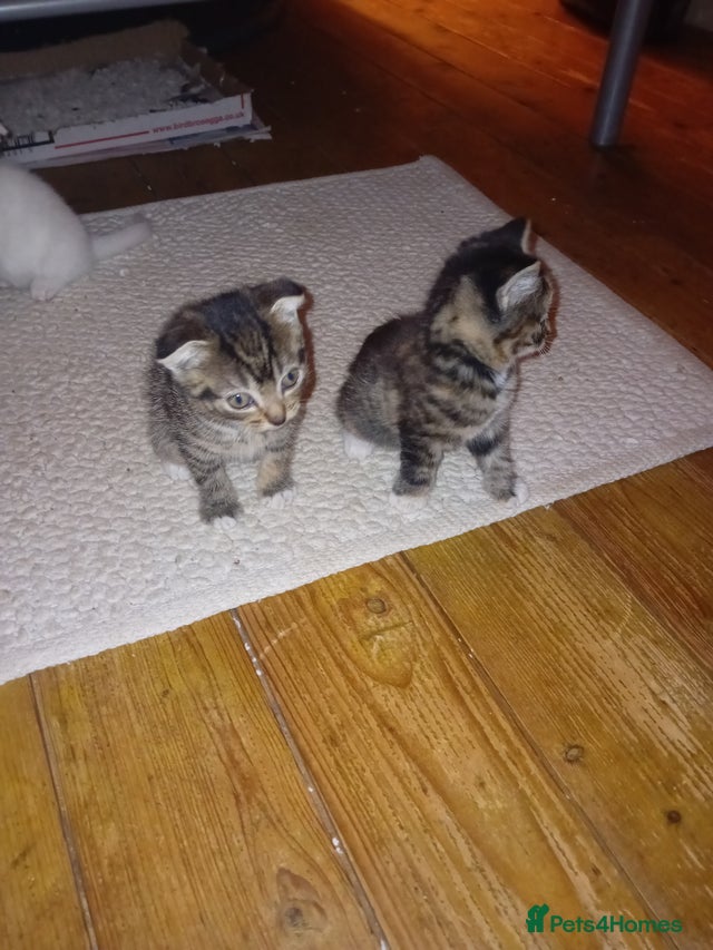 Scottish Fold Tabby Kittens for sale in Luton | Pets4Homes