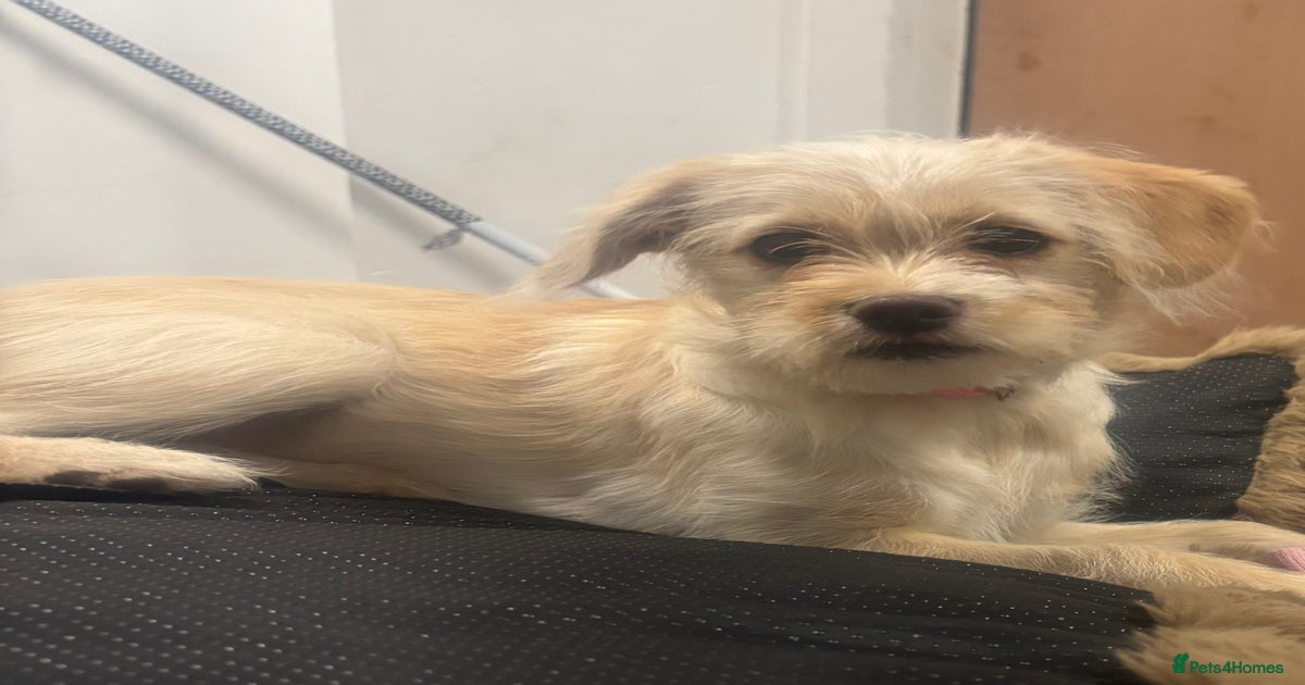 Mixed breed for sale in Barnsley | Pets4Homes