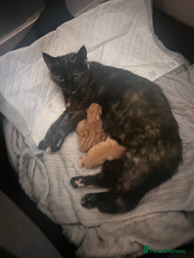 Stunning ginger kittens for sale in Erith | Pets4Homes