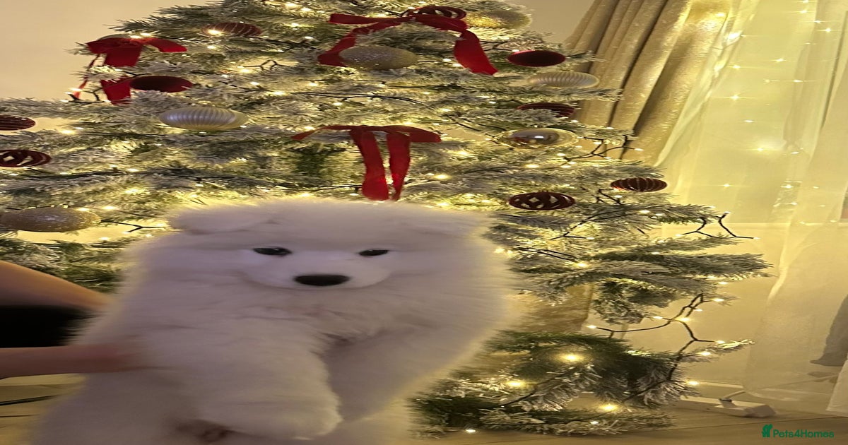 Samoyed puppy for sale in Barnsley | Pets4Homes