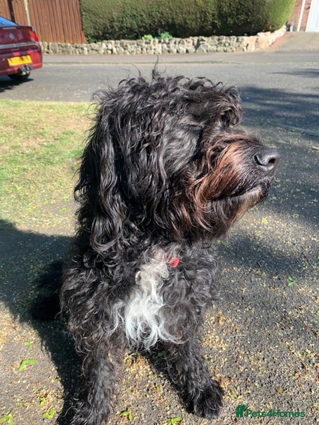 Russian Terrier / Poodle for sale in Sheffield | Pets4Homes