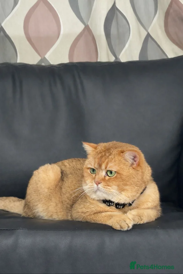 British Shorthair cat for stud in Walsall | Pets4Homes