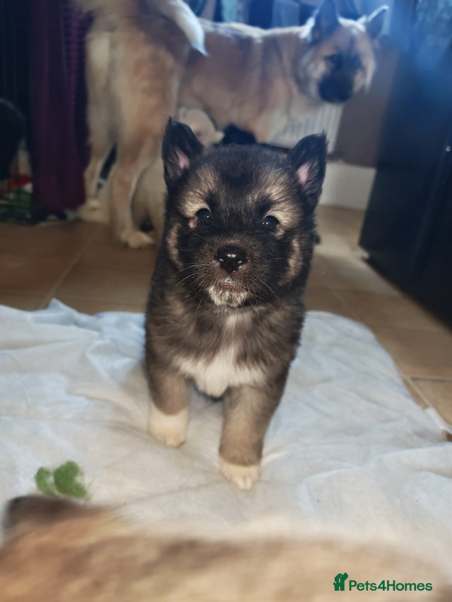 Akita puppys ready now for sale in Pontefract | Pets4Homes