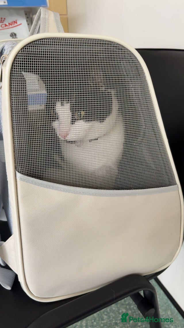 Jess 2 1/2 year old cat for sale in Spalding | Pets4Homes