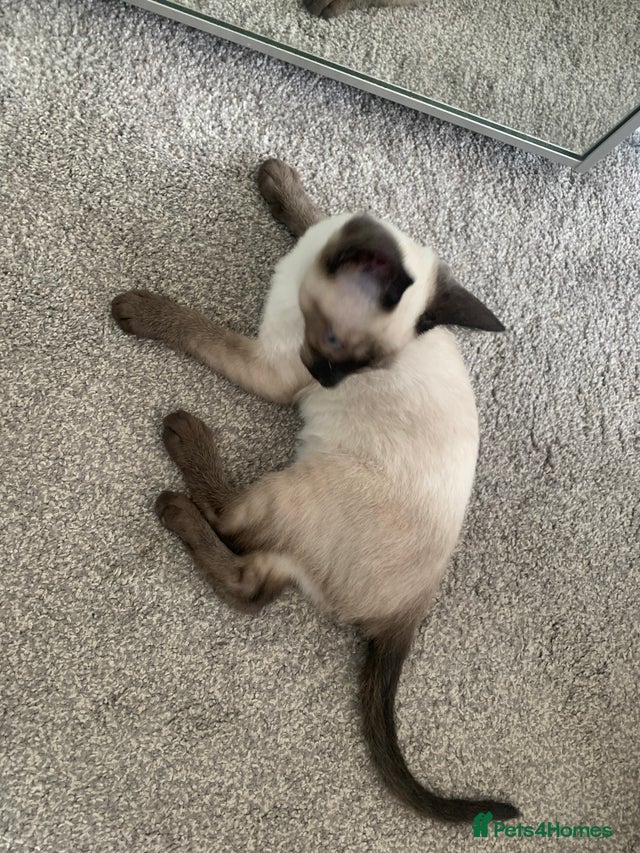 Beautiful Siamese boy ready to leave for sale in Solihull | Pets4Homes