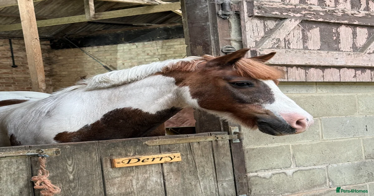 Horses for sale in Newmarket, Suffolk | Pets4Homes
