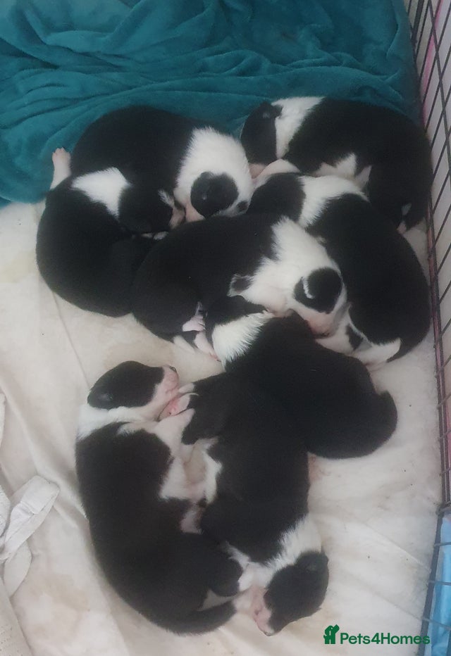 Border Collie puppies for sale in Camborne | Pets4Homes