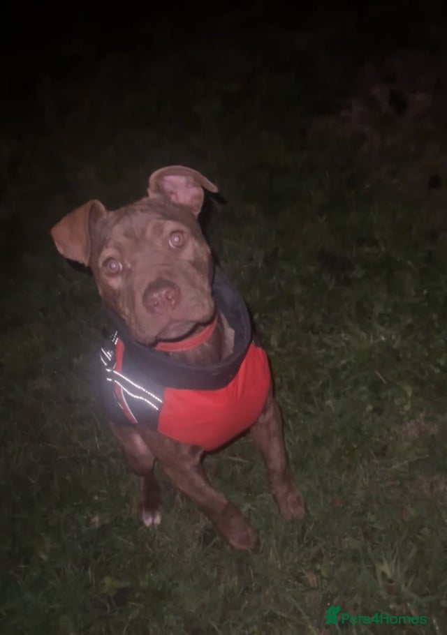 Tiger for sale in Farnborough | Pets4Homes