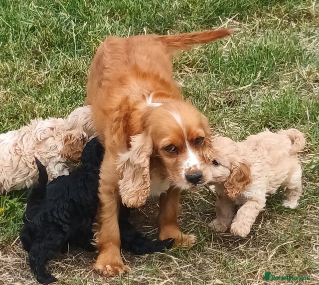 Cockapoo X Cavapoo; Cockalier-a-poo puppies for sale in Chichester ...