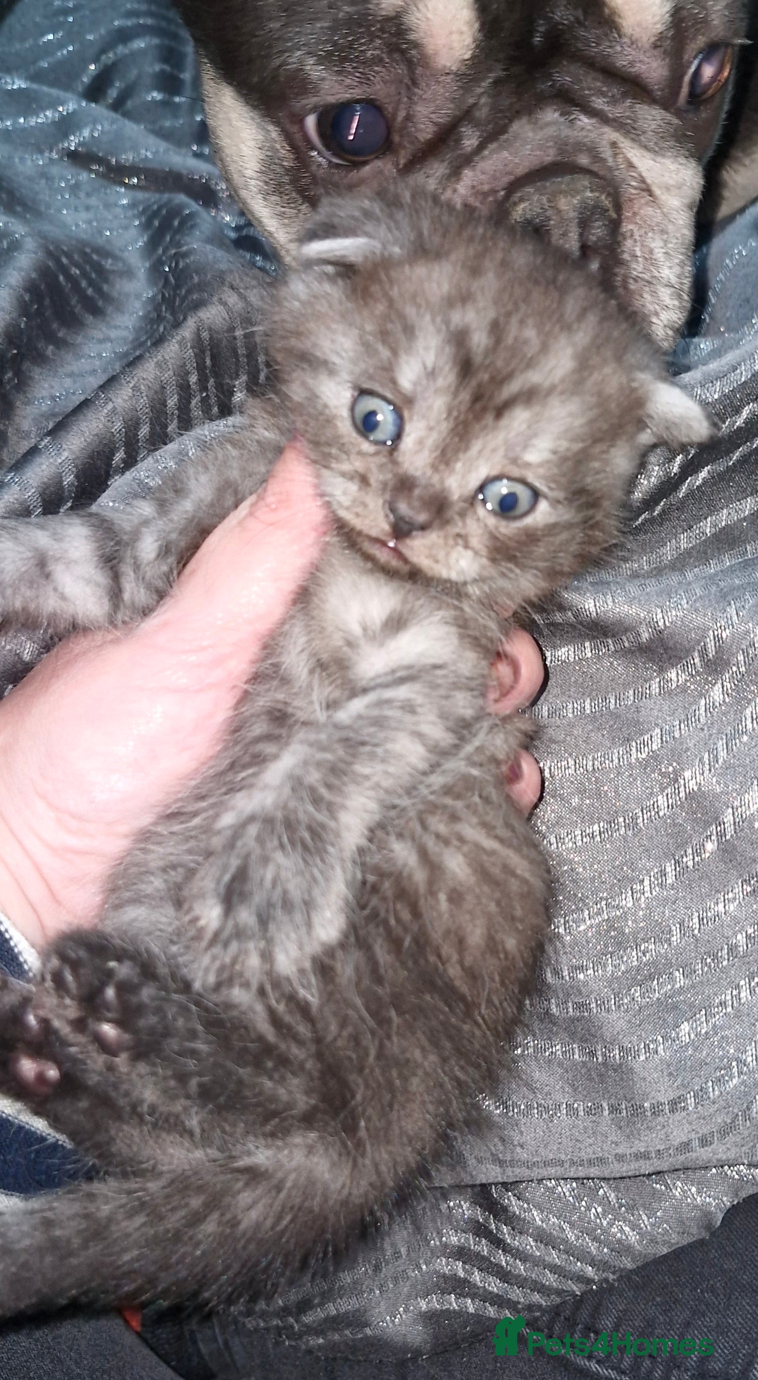 Smokey tabby scottish fold girl for sale in Sleaford | Pets4Homes
