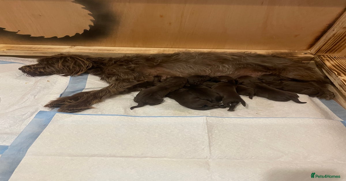 16 week old patterdale terrier x cockapoo mix for sale in Wigan ...