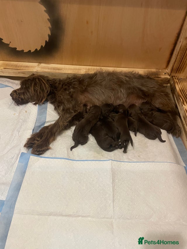 16 week old patterdale terrier x cockapoo mix for sale in Wigan ...