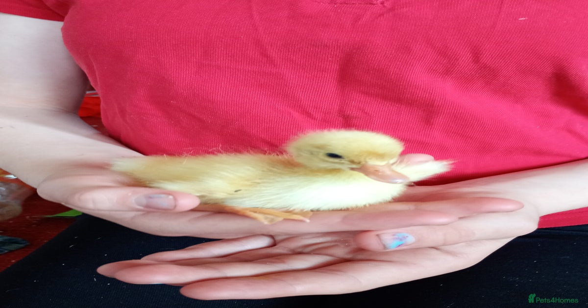 3 dinky ducklings for sale in Camelford | Pets4Homes
