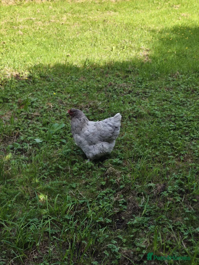 Mixture of hens for sale for sale in Bradford | Pets4Homes