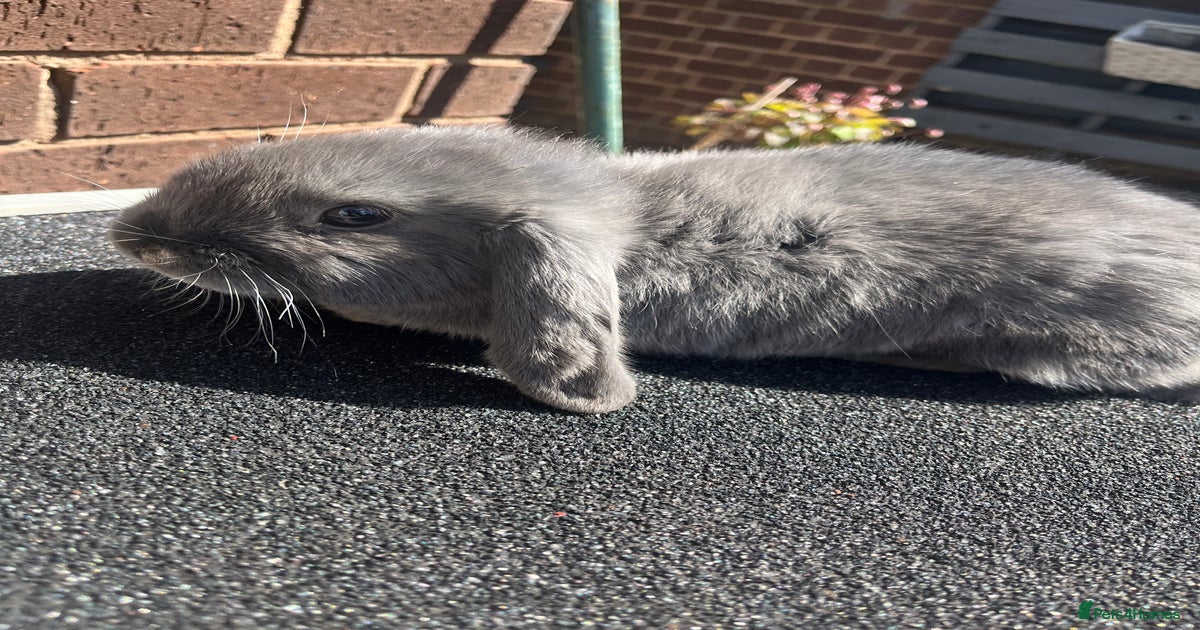 Blue otter mini lop doe for sale in Nelson | Pets4Homes