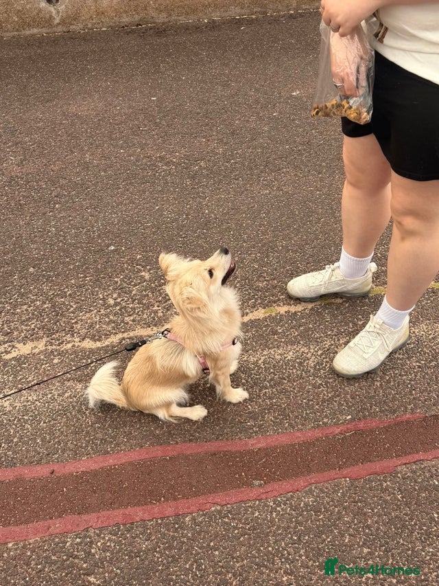 Dapple mini dachshund & long haired daxi cross for sale in Clacton-on-Sea | Pets4Homes