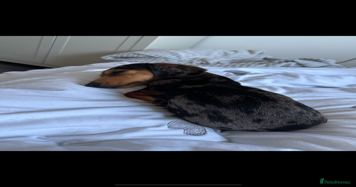 Merle miniature dachshund for sale in Bargoed | Pets4Homes