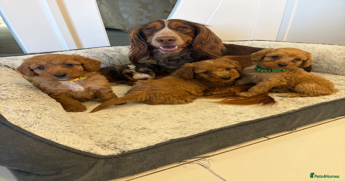 Cockapoo Puppies for sale | Pets4Homes