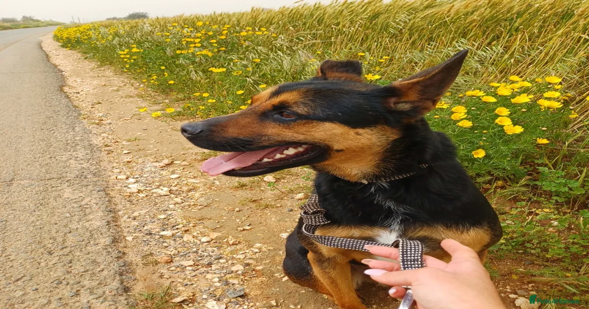 Small dog Dogs for adoption | Pets4Homes