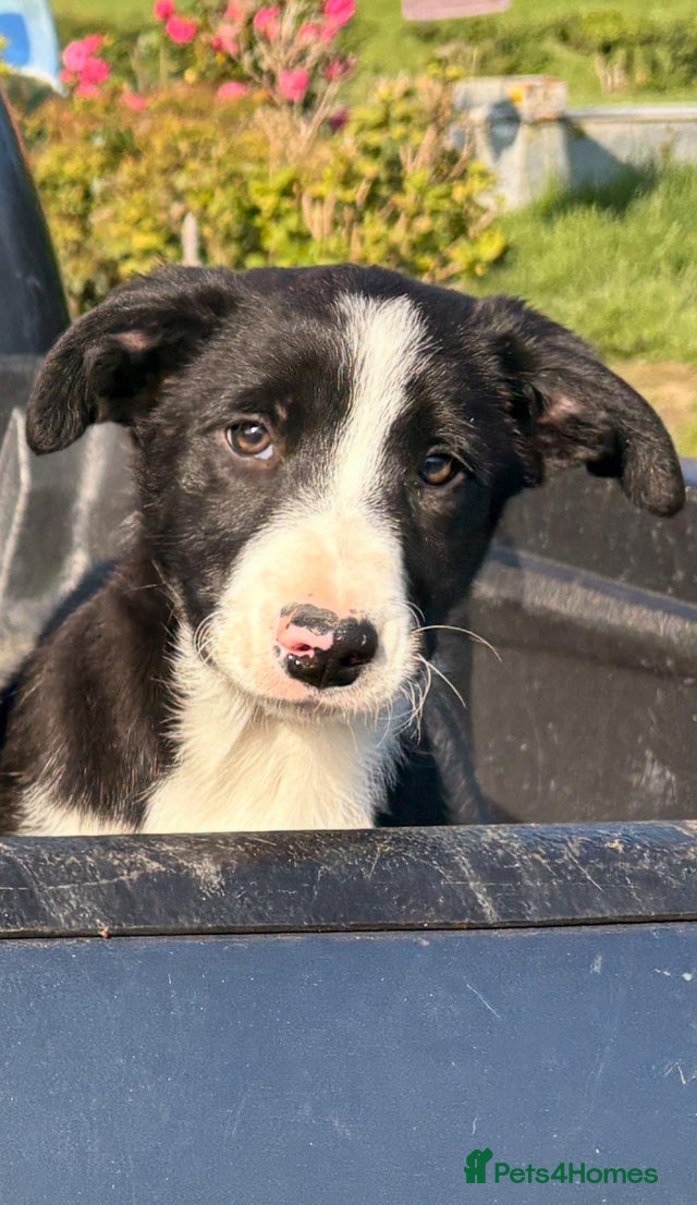 Border Collie Puppies for sale in Colwyn Bay | Pets4Homes