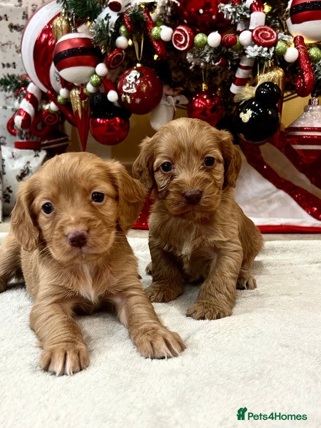 Stunning cockapoo puppies for sale in Slough | Pets4Homes