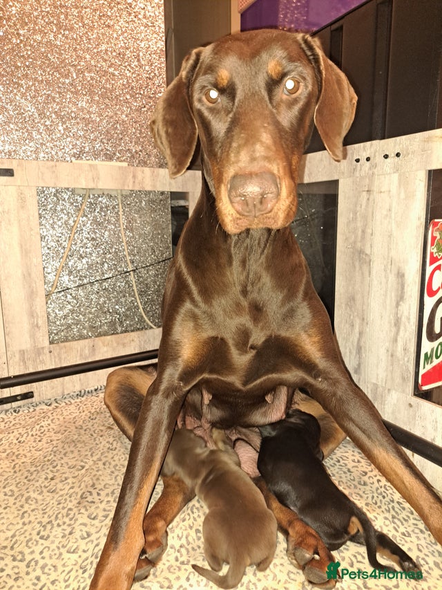 Doberman puppies for sale in Warrington | Pets4Homes