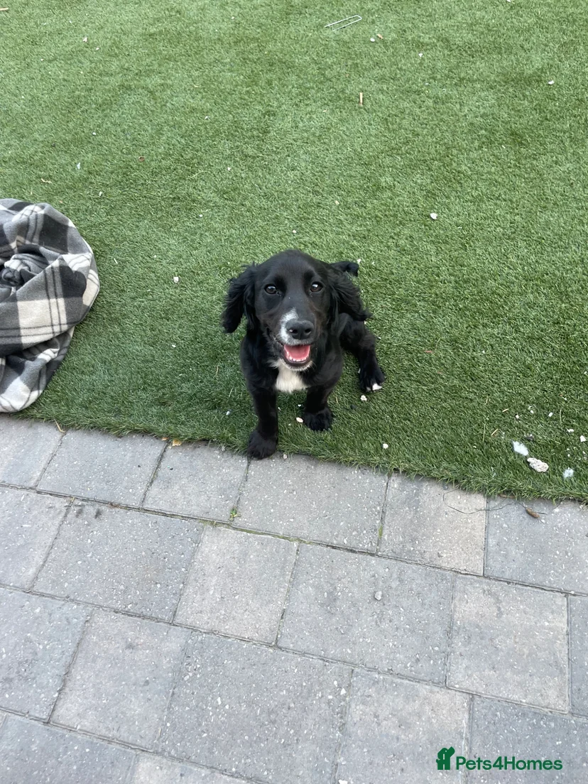 Working cocker spaniel for sale in Manchester | Pets4Homes