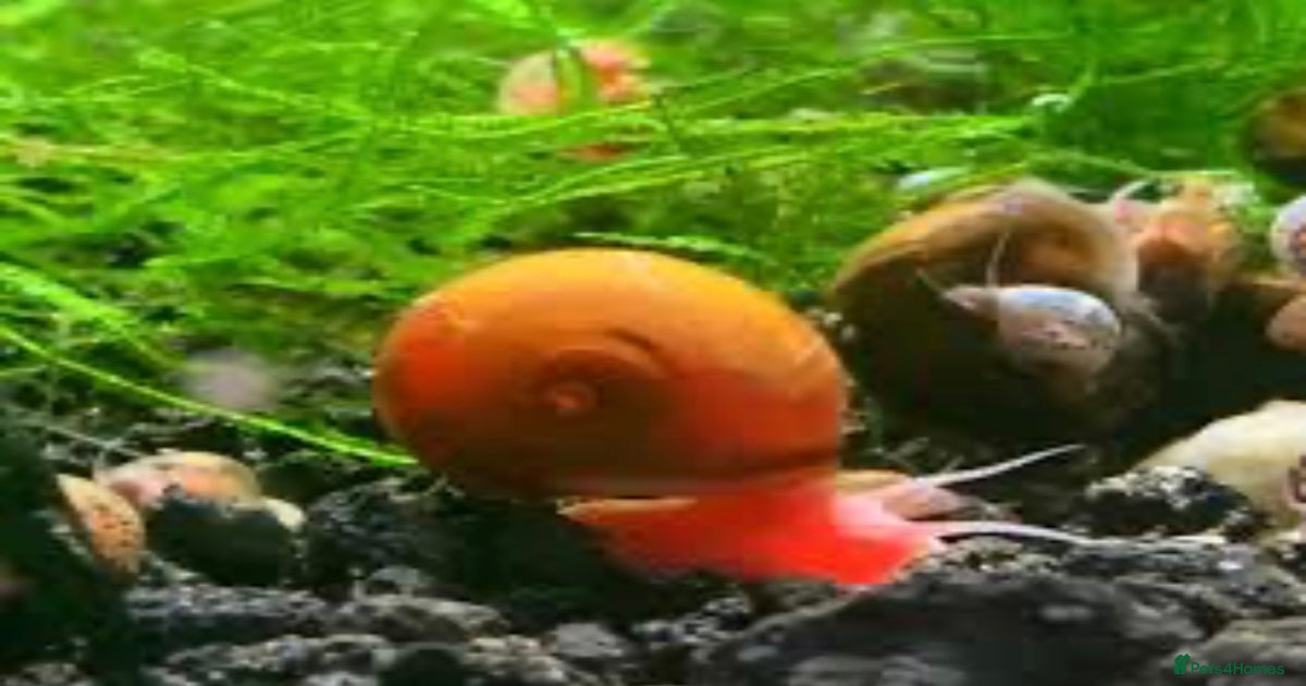 Red Ramshorn Snails for sale in Gretna | Pets4Homes