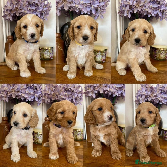 Just one beautiful Health Tested F1 Cockapoo Boy! for sale in Ashford ...