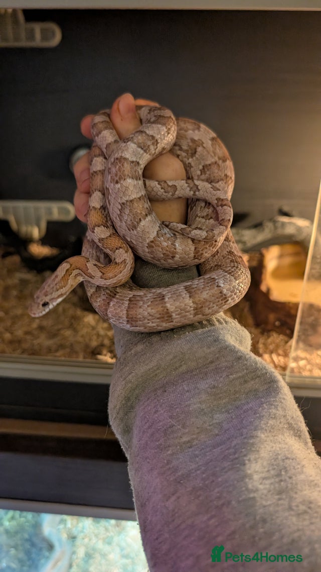 Beautiful lavender corn snake for sale in London | Pets4Homes
