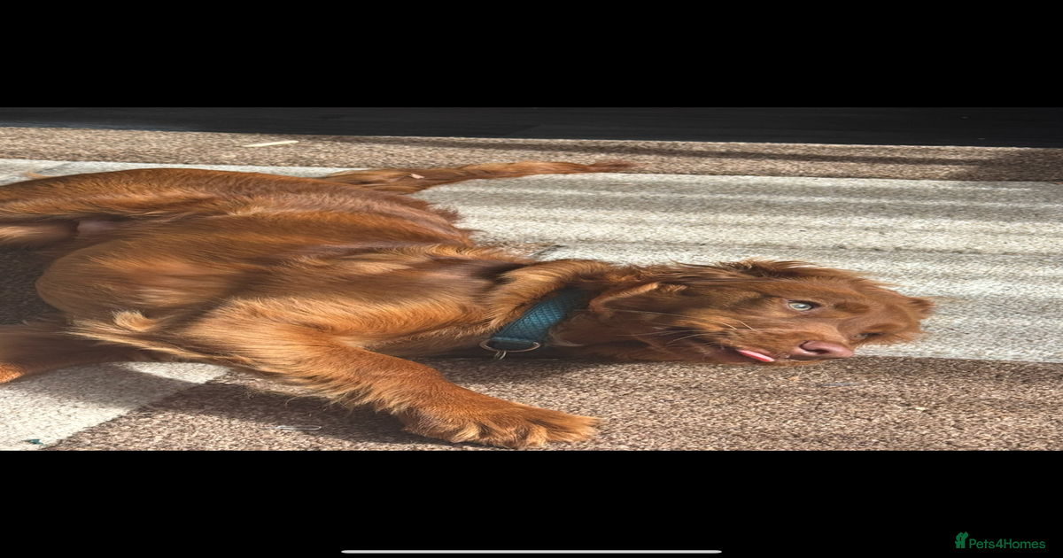 Loki ginger cockapoo for sale in | Pets4Homes