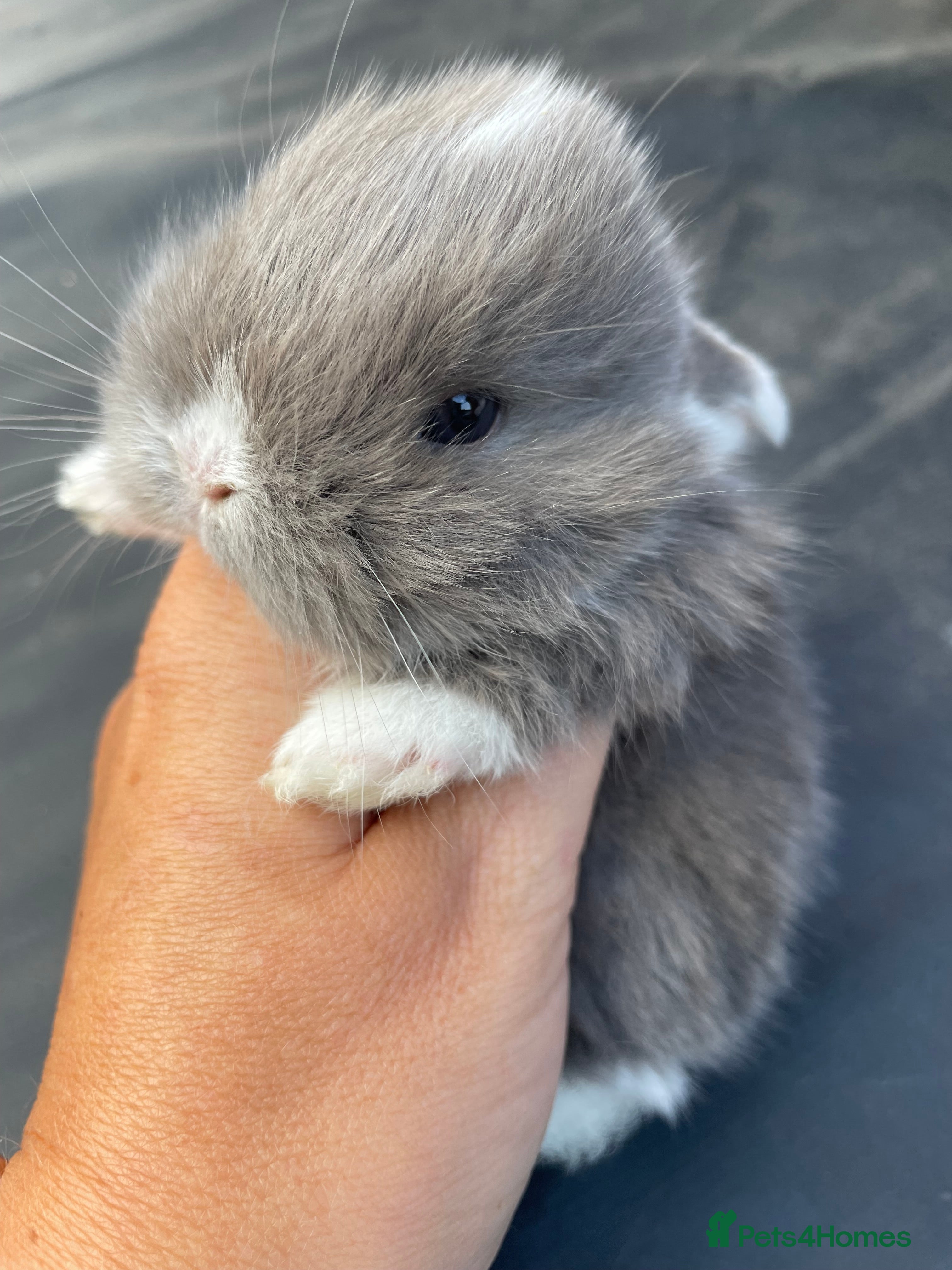 Pure bred mini lop baby bunnies. (Very friendly) for sale in Holywell ...