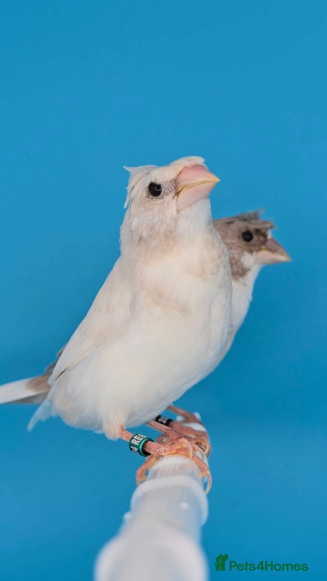 Bengalese finches for sale in London | Pets4Homes