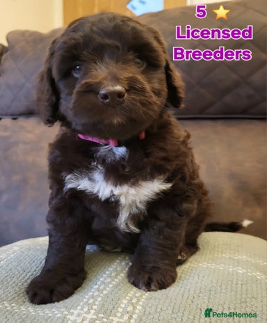 Sproodle Dogs Breed - Information, Temperament, Size & Price | Pets4Homes