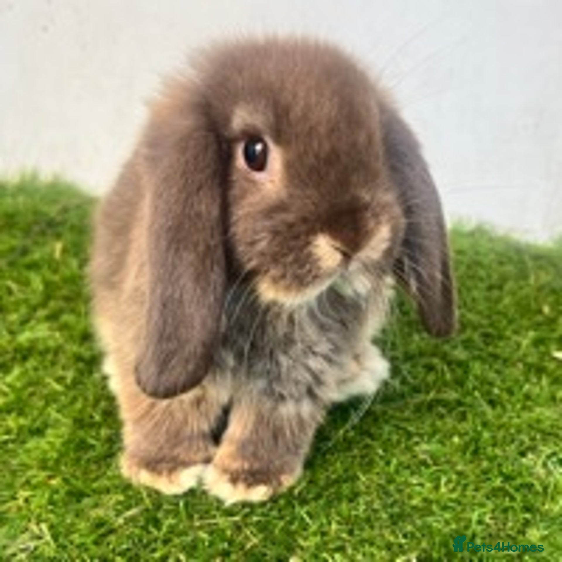 Rabbits for sale | Pets4Homes